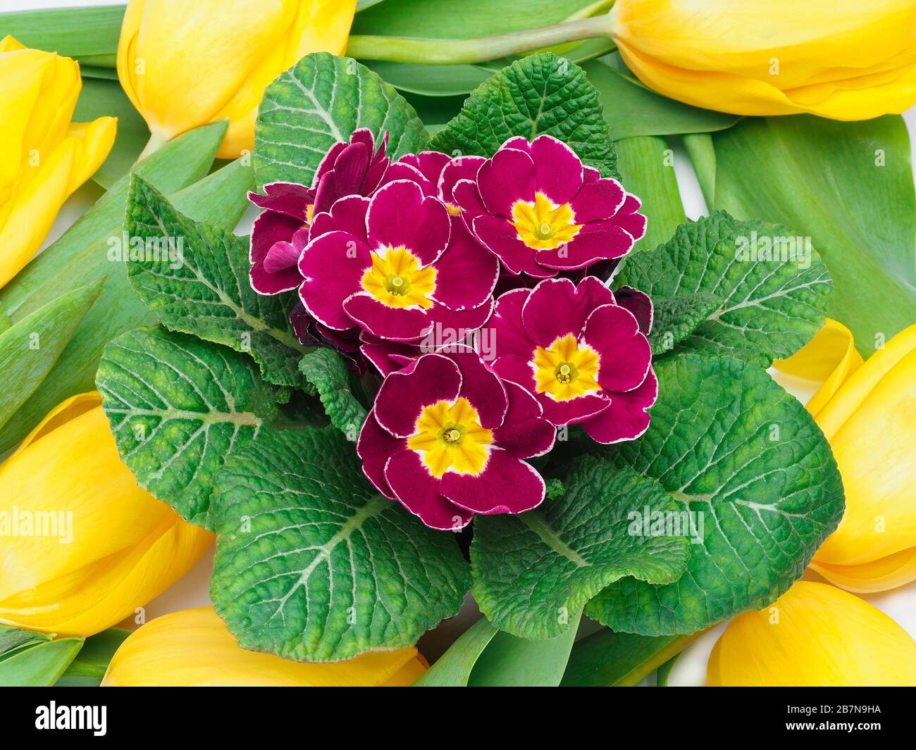 Primula vulgaris, the common primrose a flowering plant surrounded by ...