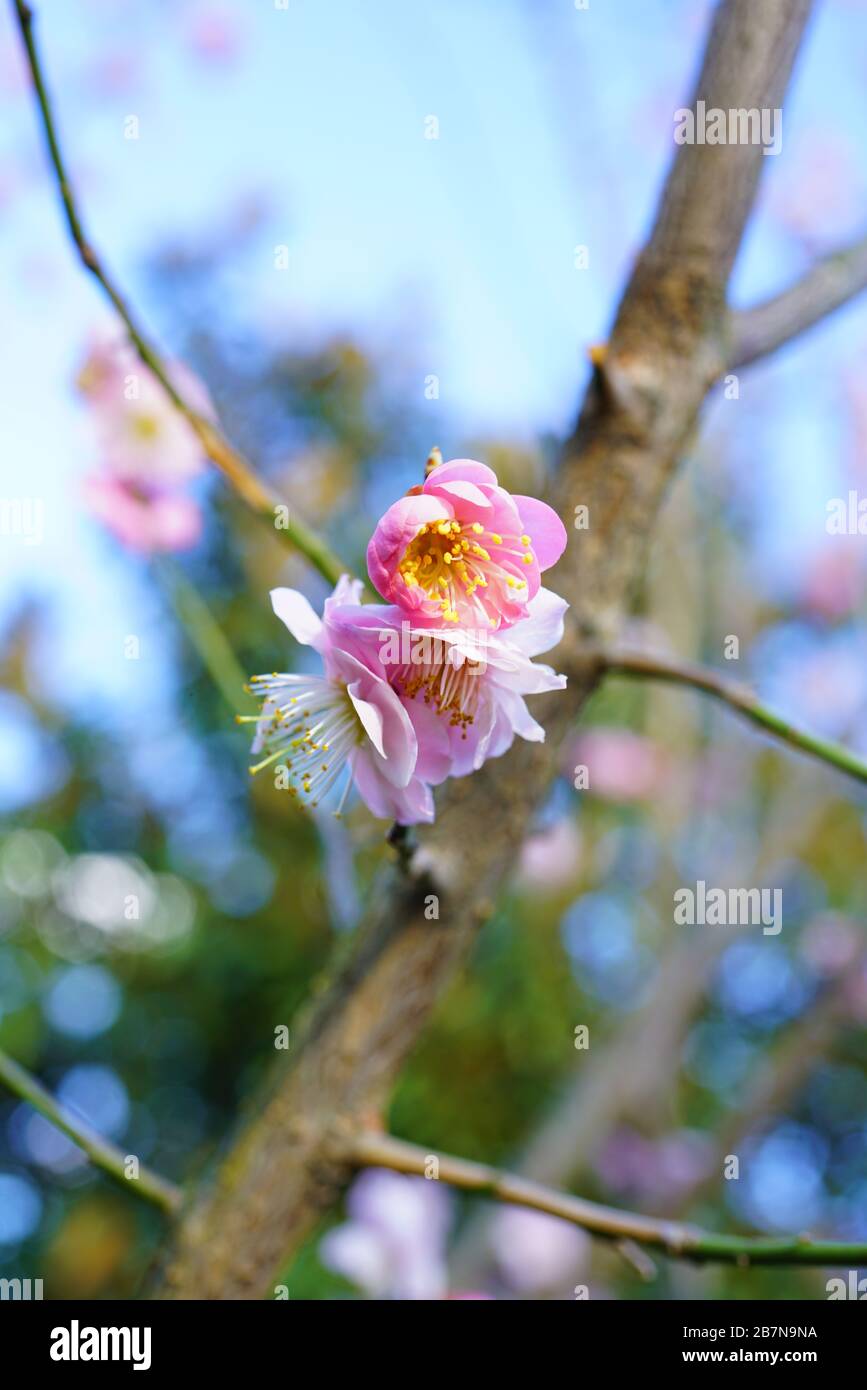 Pink flower blooms of the Japanese ume apricot tree, prunus mume Stock ...