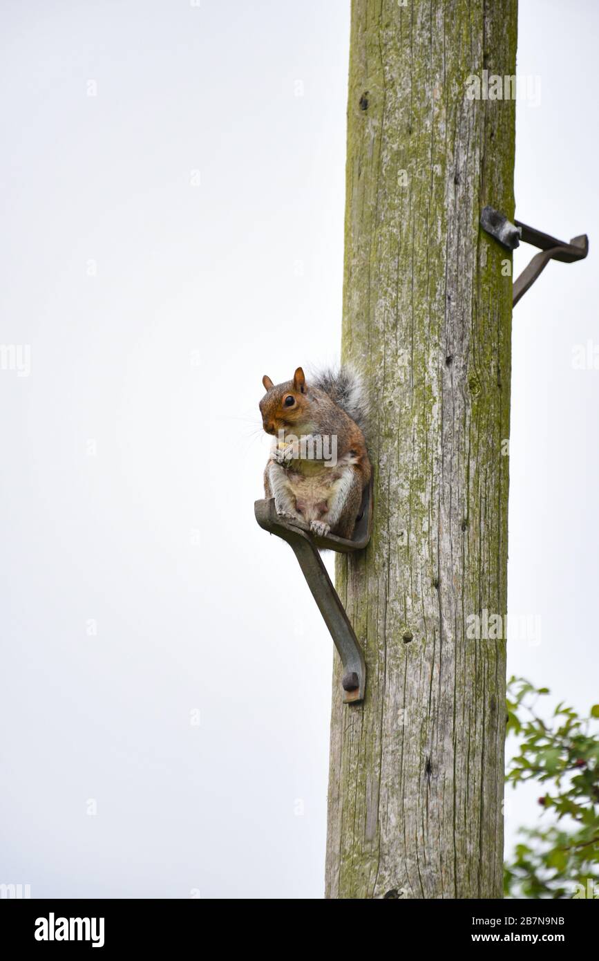 Grey squirrel, Sciurus carolinensis, on a metal step on a wooden power ...