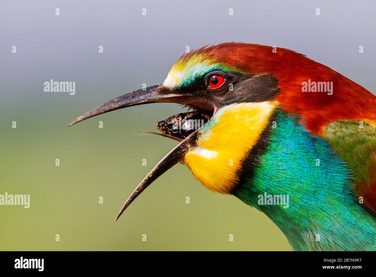 bee-eater opening a beak gives a riddle Stock Photo - Alamy