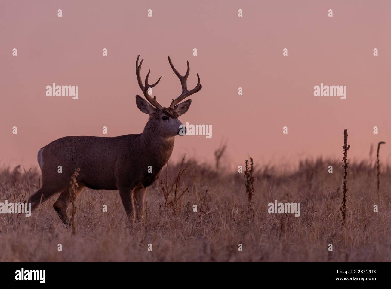 Mule deer Buck in Fall in Colorado Stock Photo - Alamy