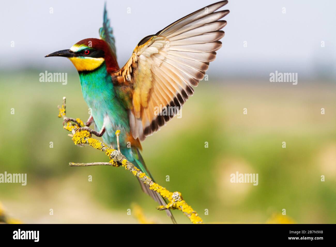 bee-eater sits on a branch spreading its wings Stock Photo - Alamy