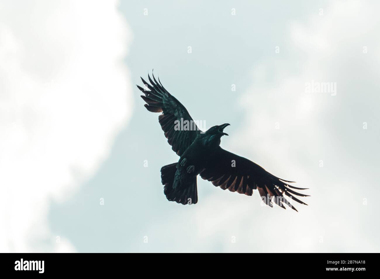 black raven flies spread its wings Stock Photo - Alamy