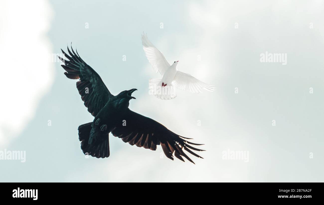 Angelic feather motion hi-res stock photography and images - Alamy