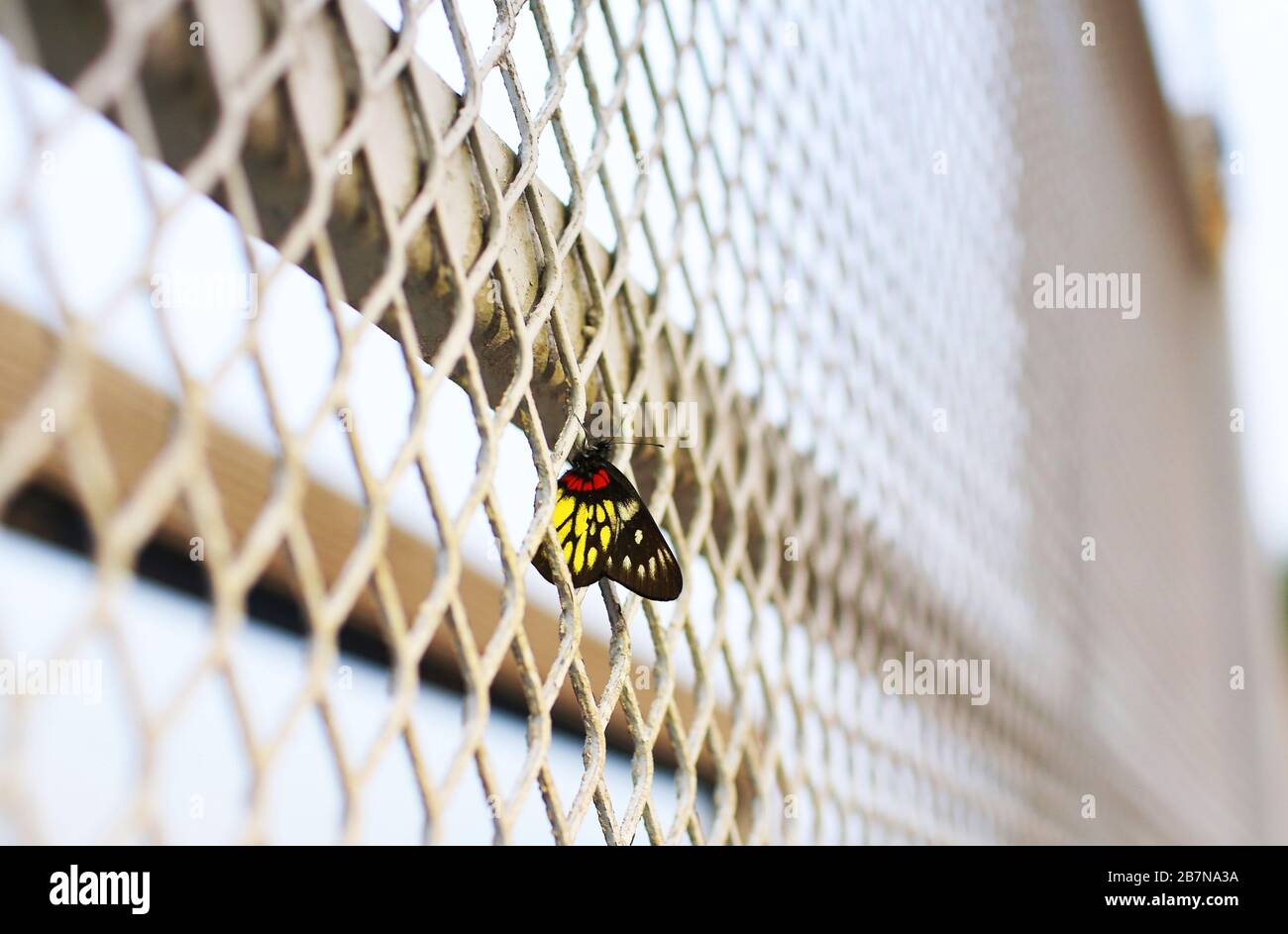 color butterfly on the cold metal net Stock Photo - Alamy