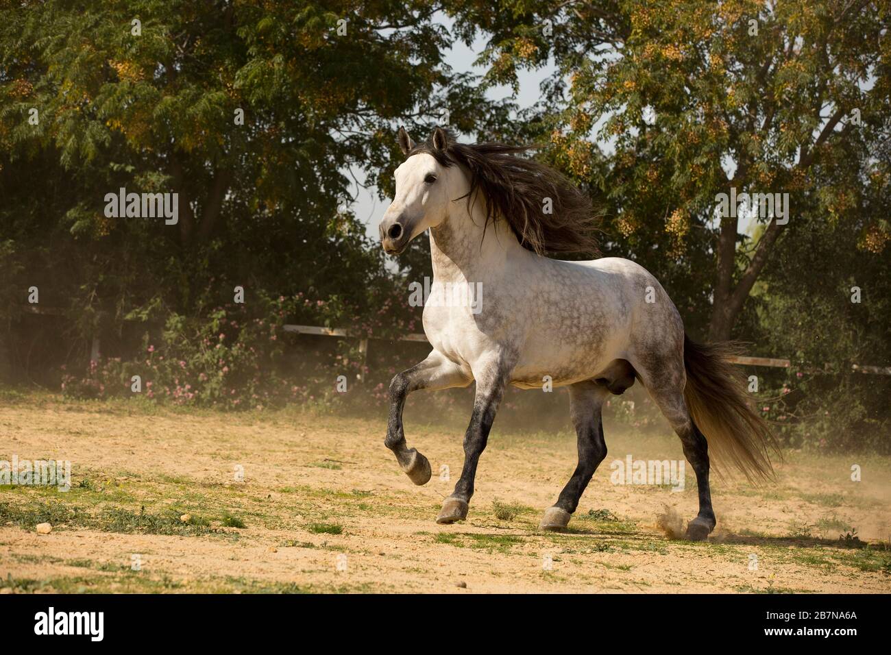 Pre stallion hi-res stock photography and images - Alamy