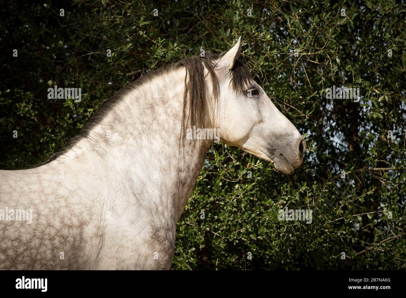 Portrait of a spanish stallion hi-res stock photography and images - Alamy