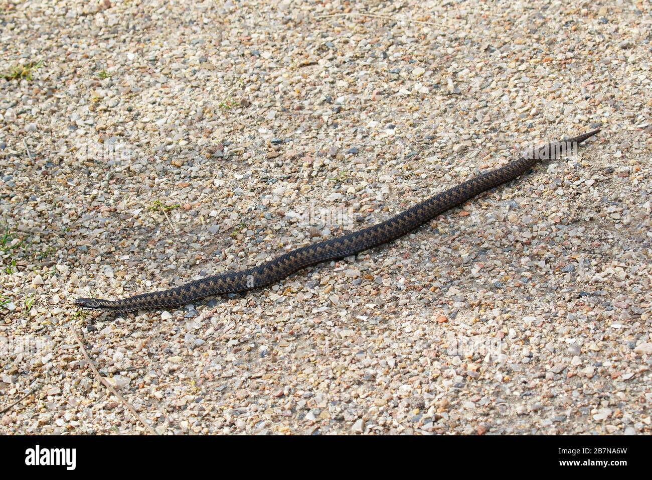Common European viper (Vipera berus) snakes along a path, Schleswig ...