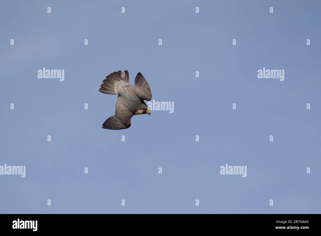 Peregrine falco peregrinus adult male bird diving in flight hi-res ...