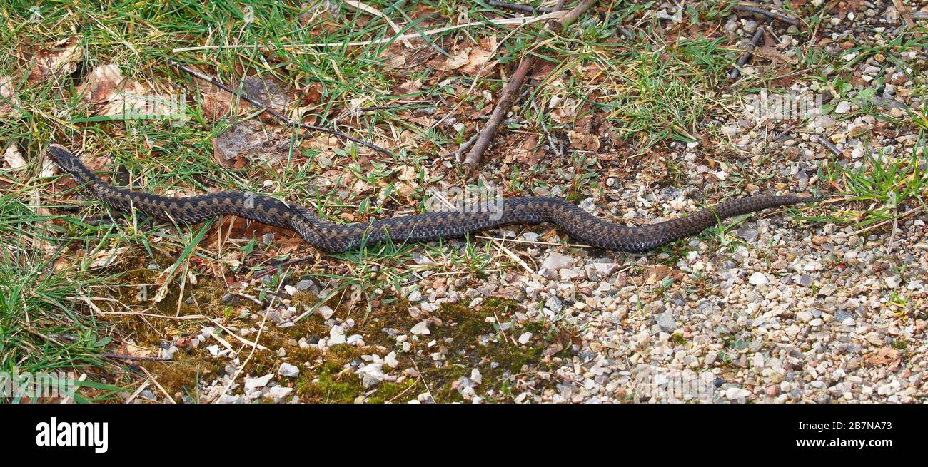 Common European viper (Vipera berus) snakes along a path, Schleswig ...