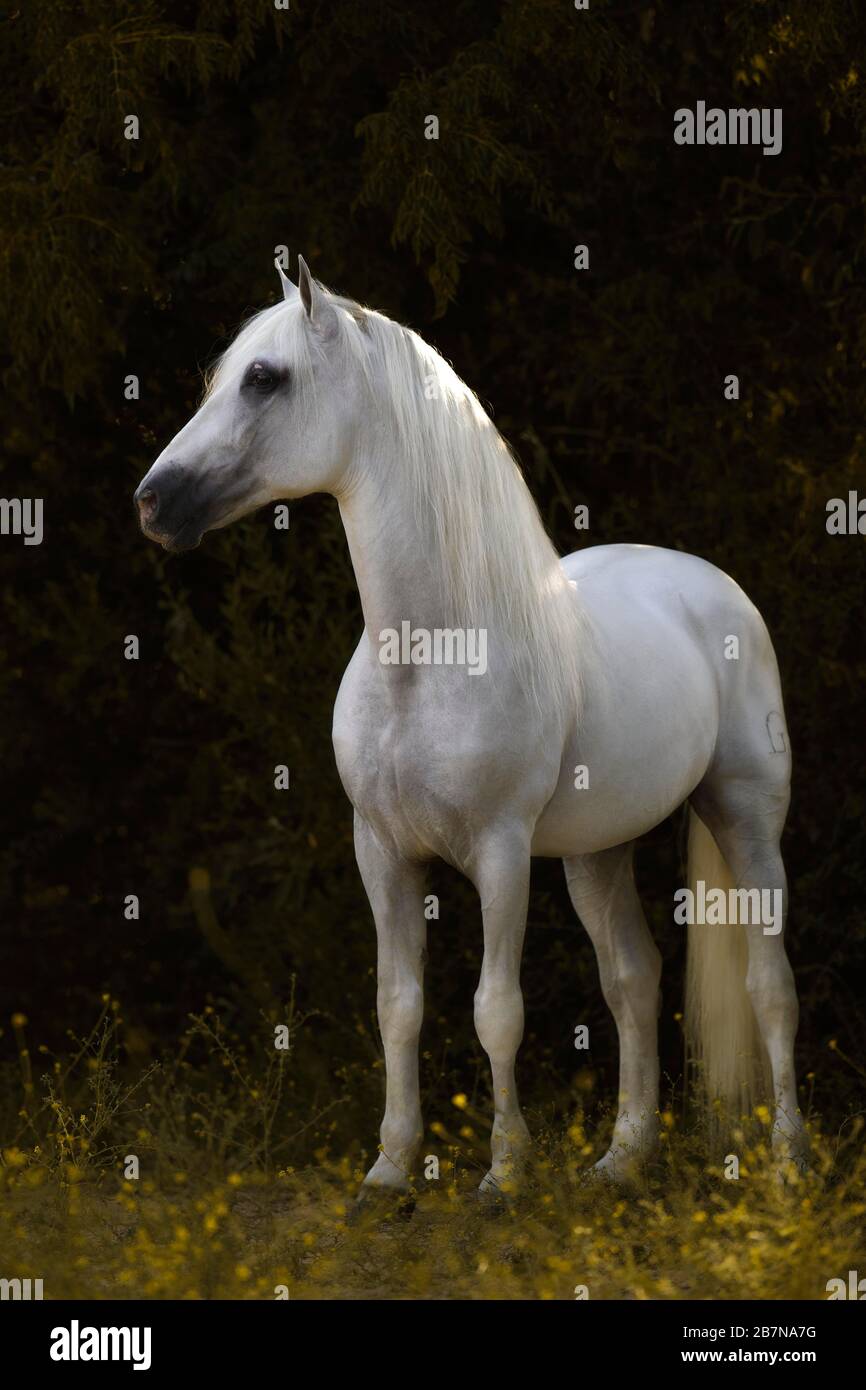 Spanish stallion, grey stallion, stallion portrait, Andalusia, Spain ...