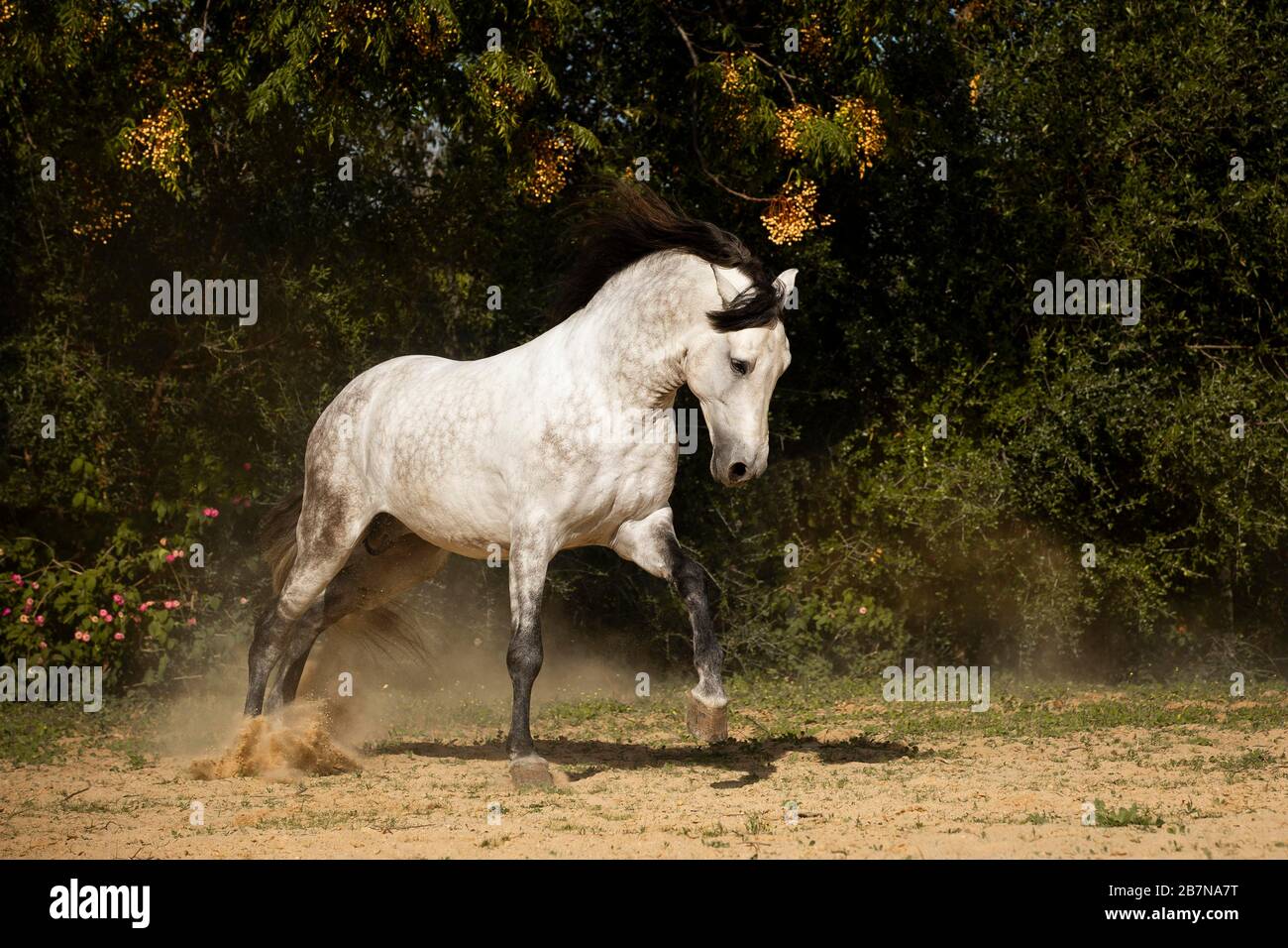 Spanish young stallion at canter, Andalusia, Spain Stock Photo - Alamy
