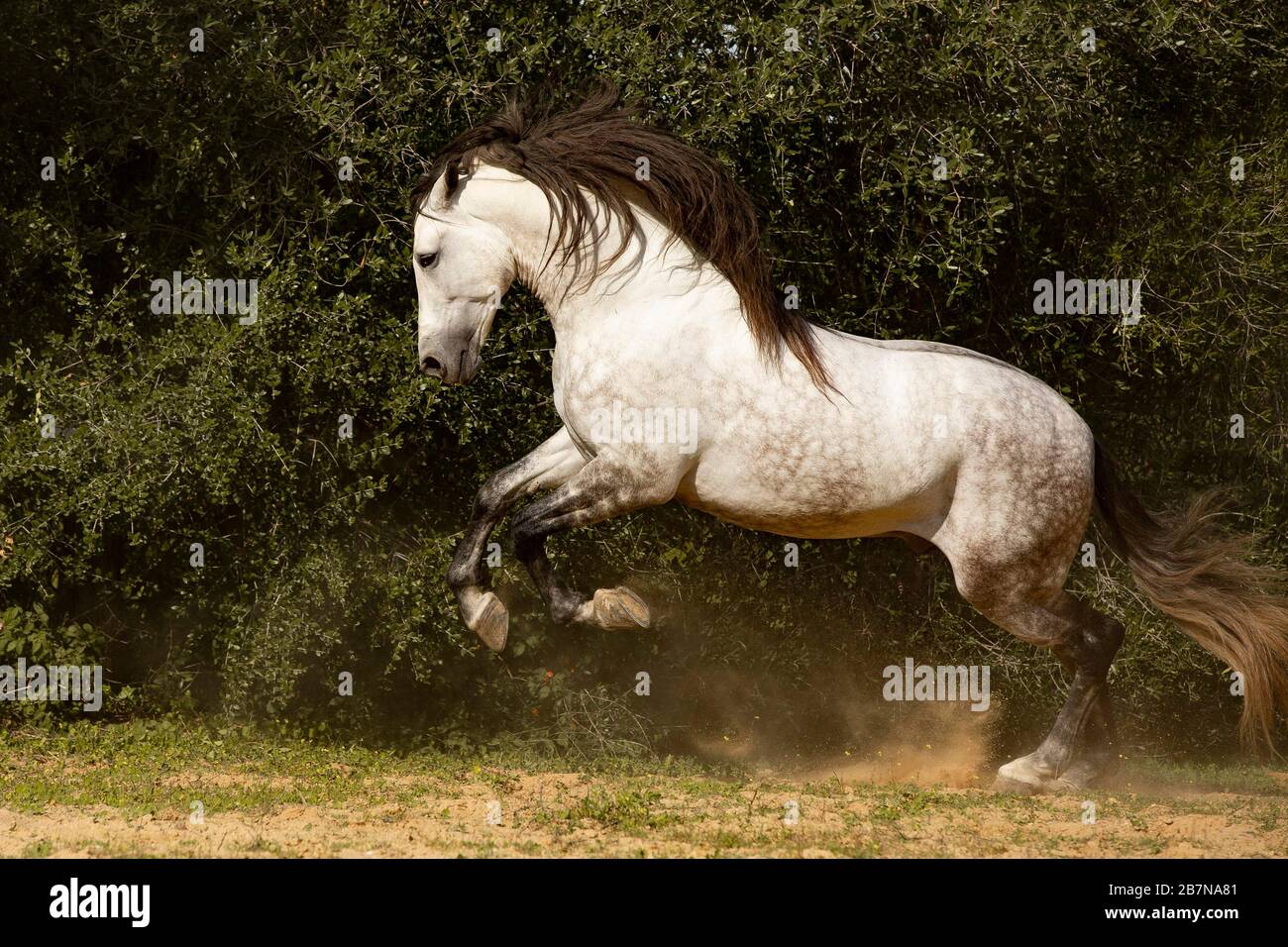 Pre stallion hi-res stock photography and images - Alamy