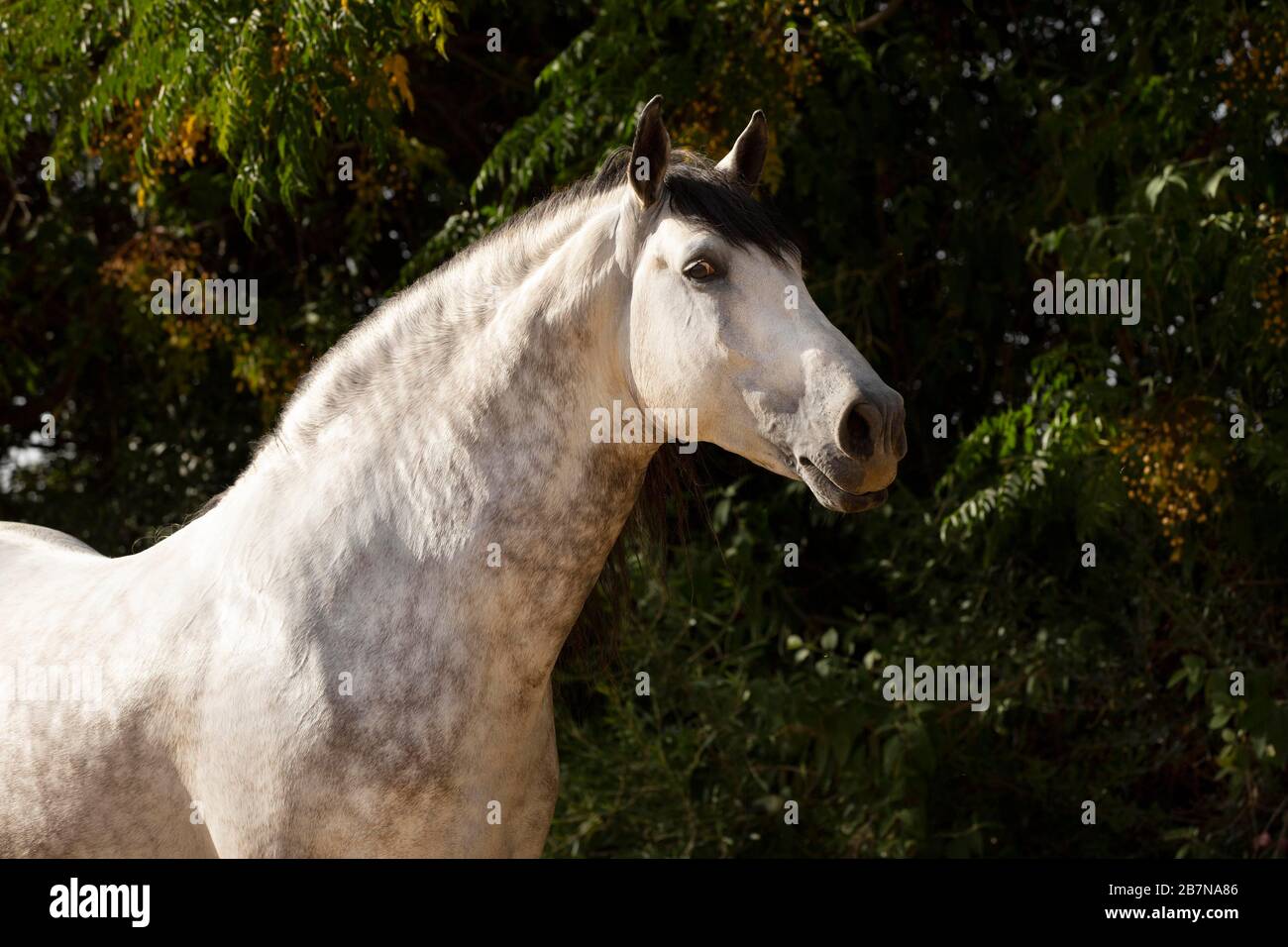 Portrait of a Spanish stallion, Andalusia, Spain Stock Photo - Alamy