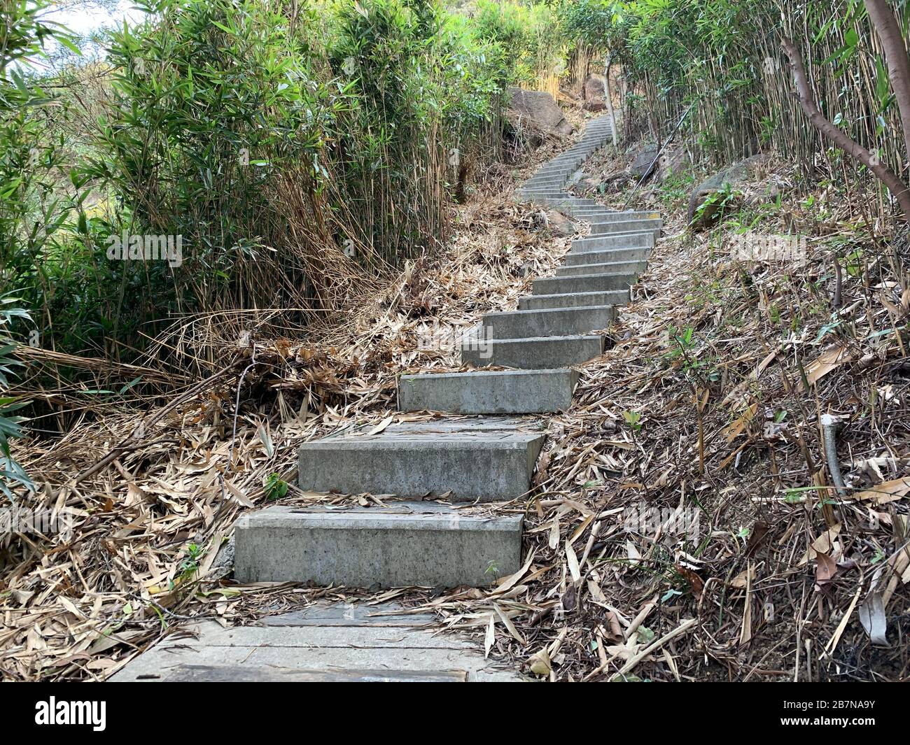 Staircase in the forest hi-res stock photography and images - Alamy