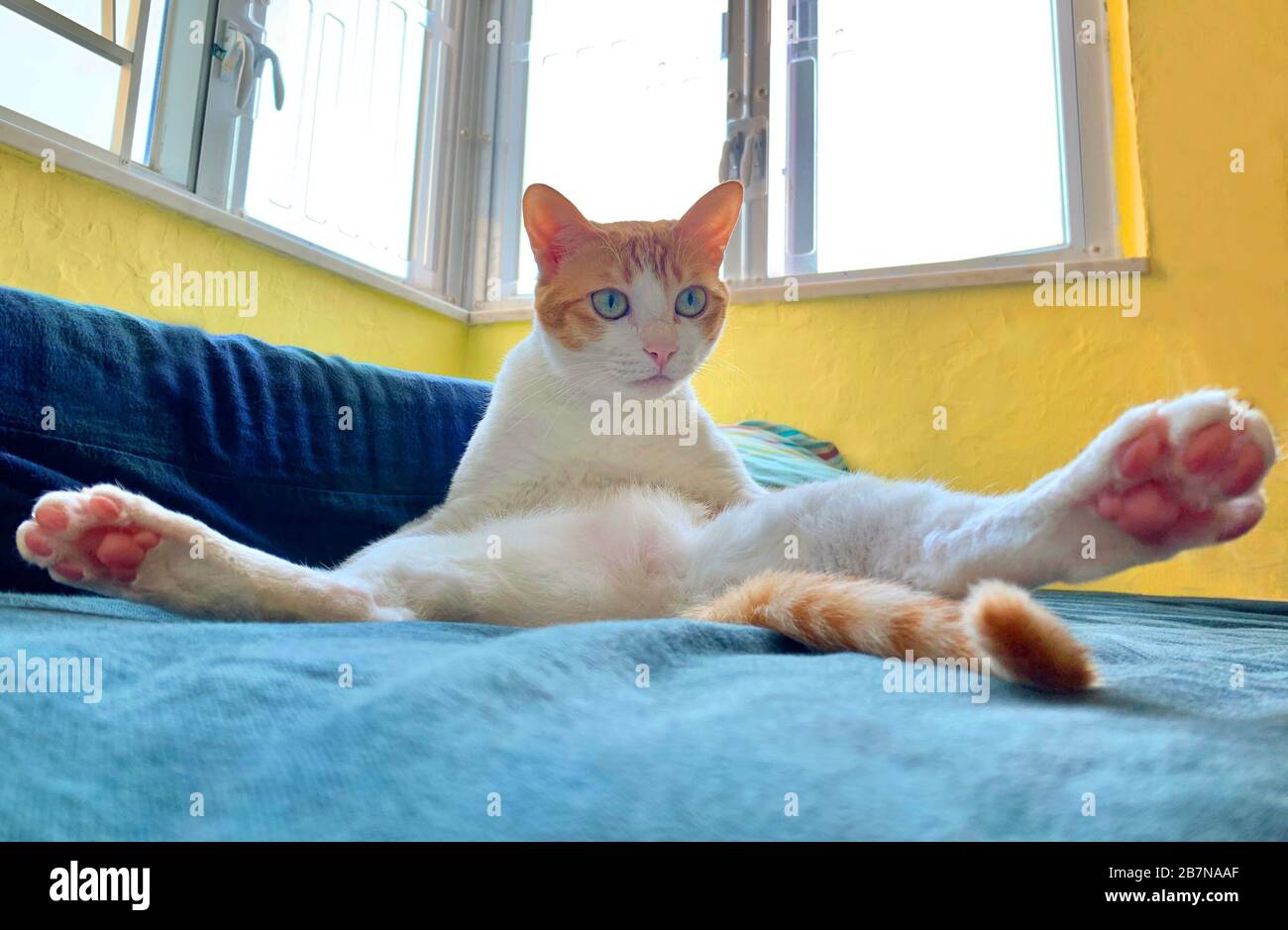 Clean cat hi-res stock photography and images - Alamy