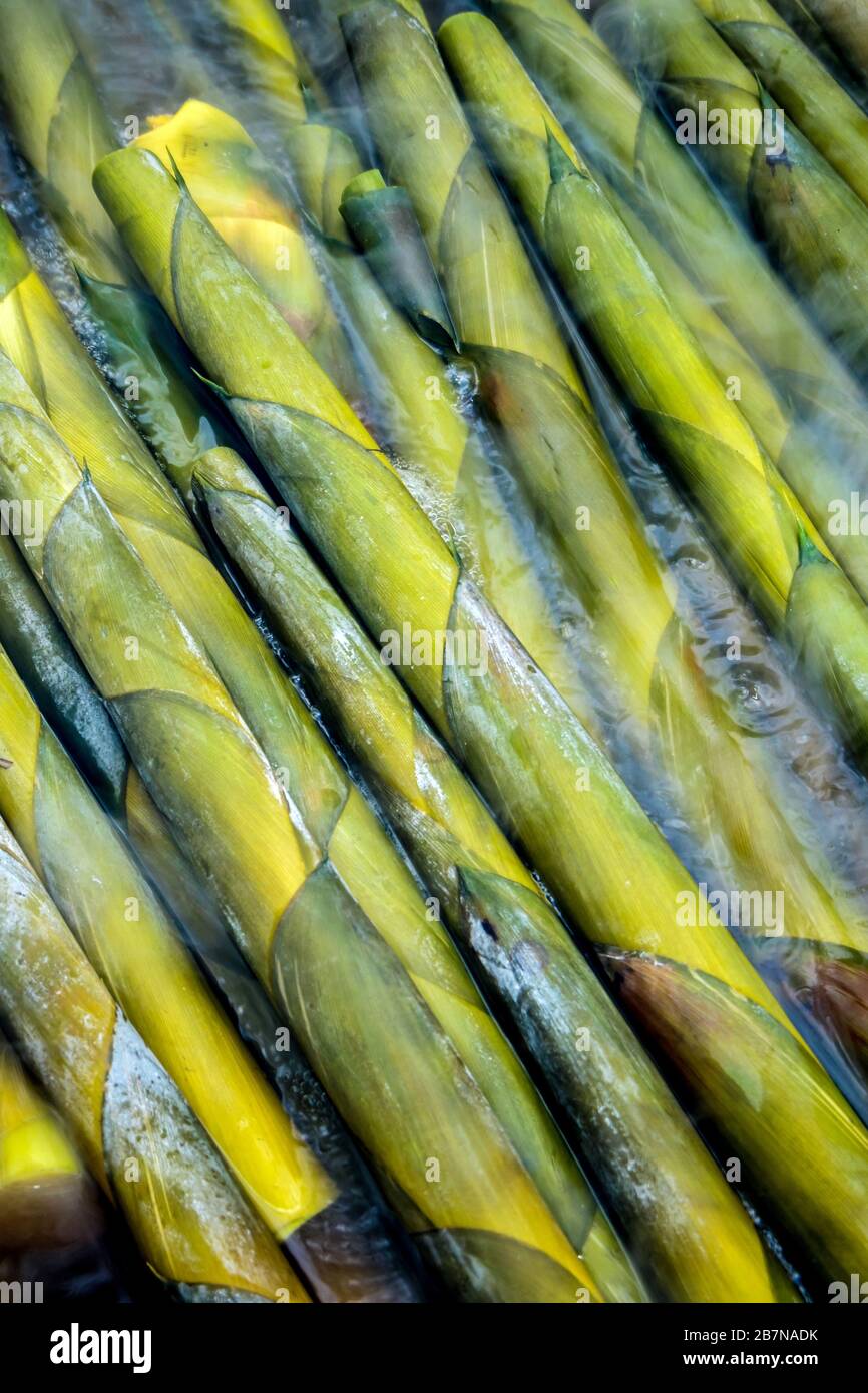 Texture of bamboo shoot boiling in hot water, vegetable background ...