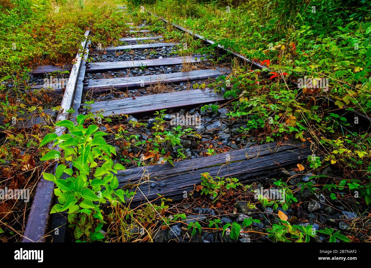 Vegetation grows over disused railway tracks, Styria, Austria Stock ...