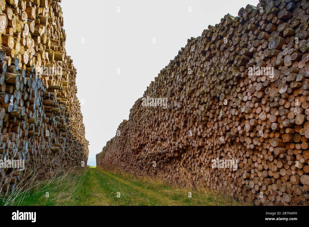 Wood industry, Stacked logs, Austria Stock Photo - Alamy