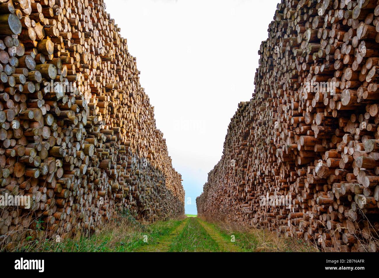 Wood industry, Stacked logs, Austria Stock Photo - Alamy