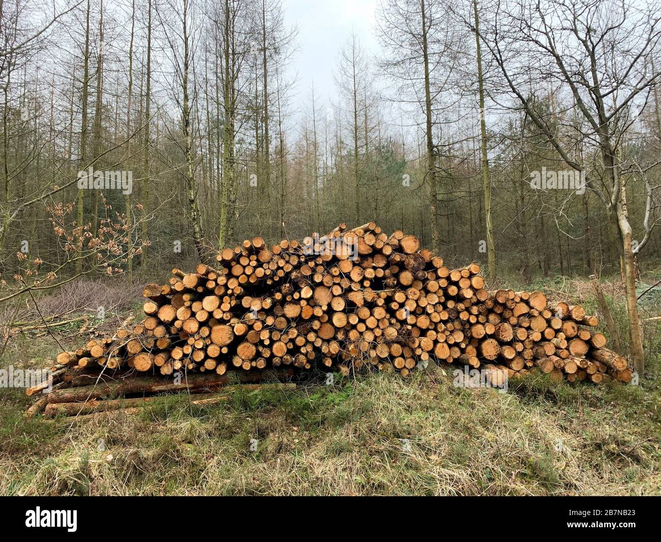 Tree Felling in Cropton Forest, undertaken by Forestry England Stock ...