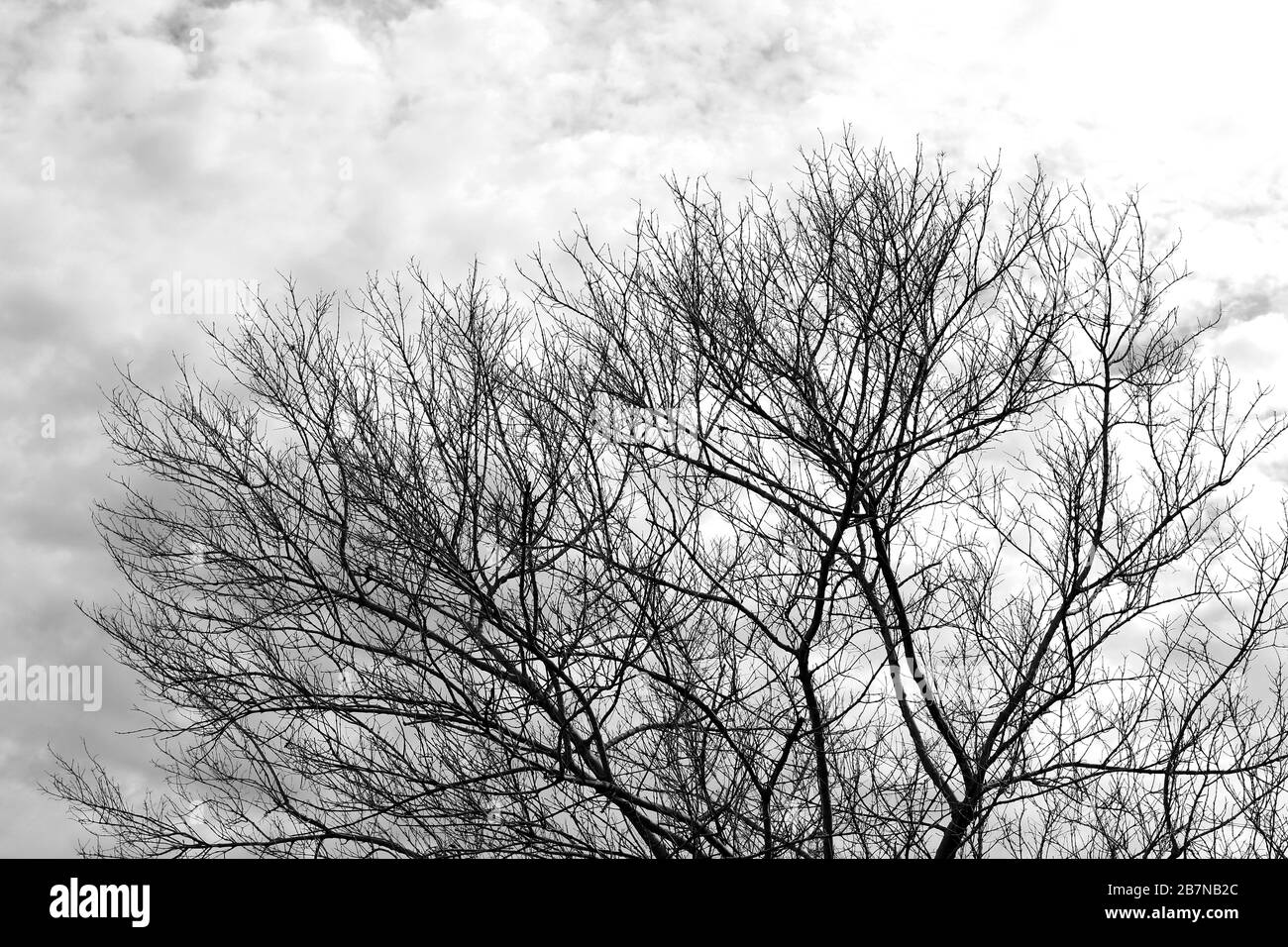 Dry Bushes gray black, Bare tree branch and sky for background nature ...