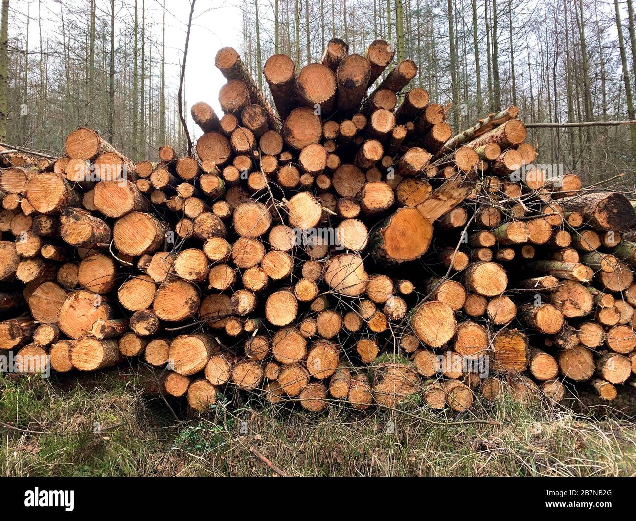 Tree Felling in Cropton Forest, undertaken by Forestry England Stock ...