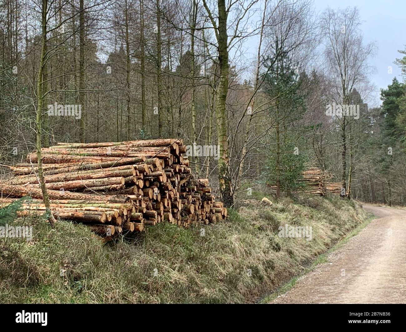 Tree Felling in Cropton Forest, undertaken by Forestry England Stock ...