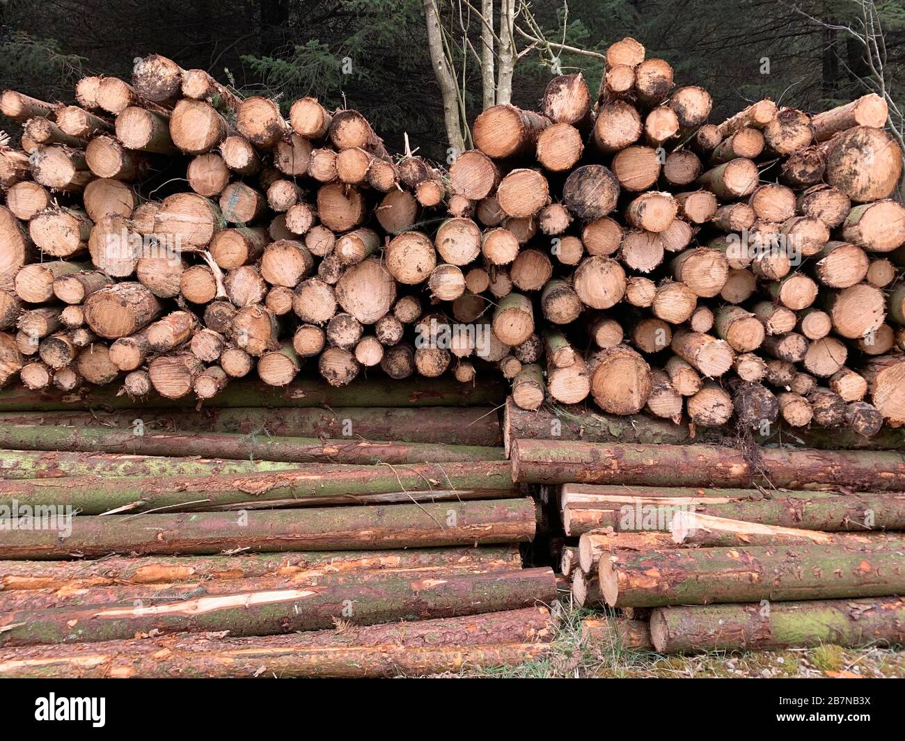 Tree Felling in Cropton Forest, undertaken by Forestry England Stock ...