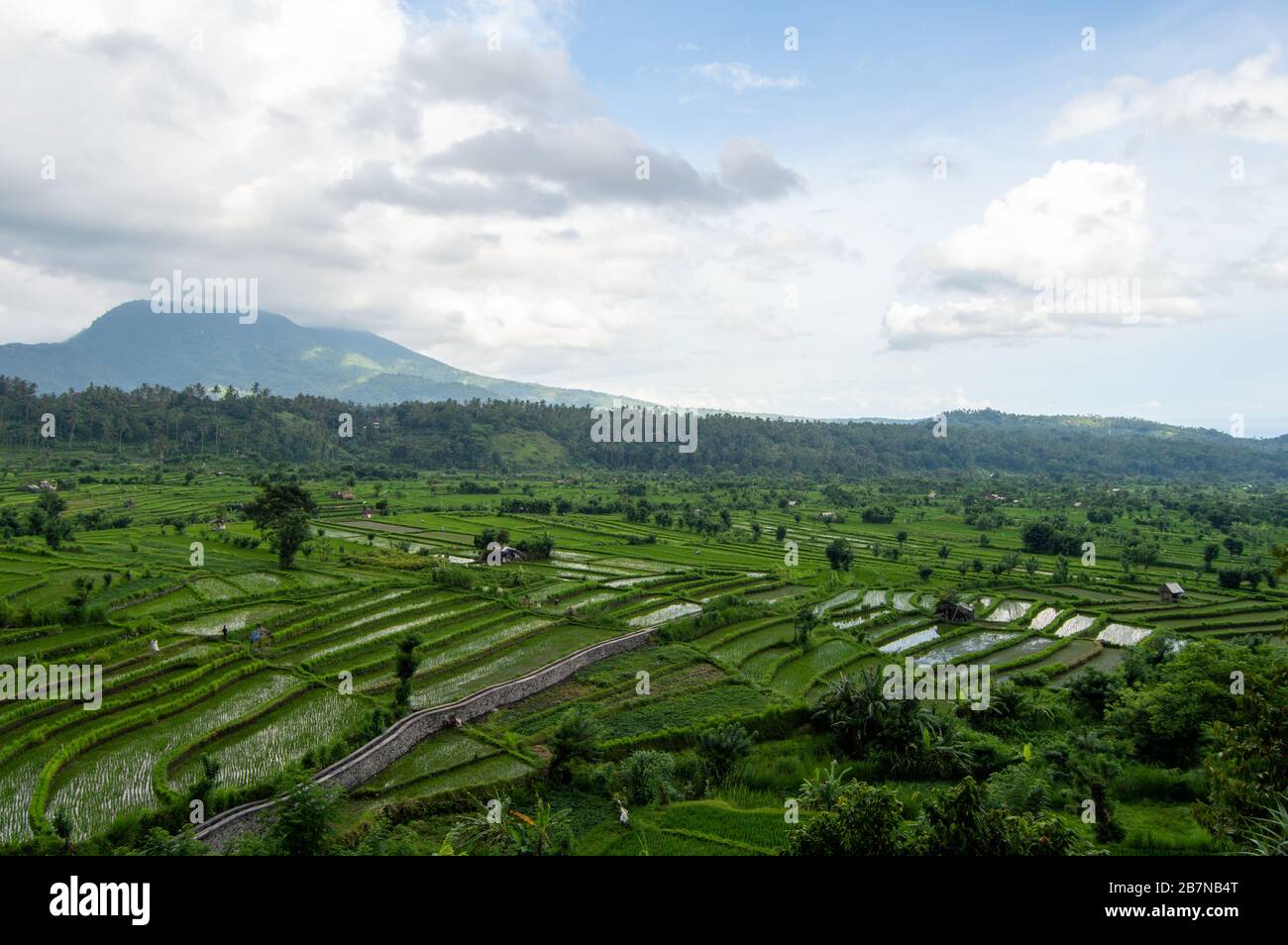 Rice field landscape in Bali Stock Photo - Alamy