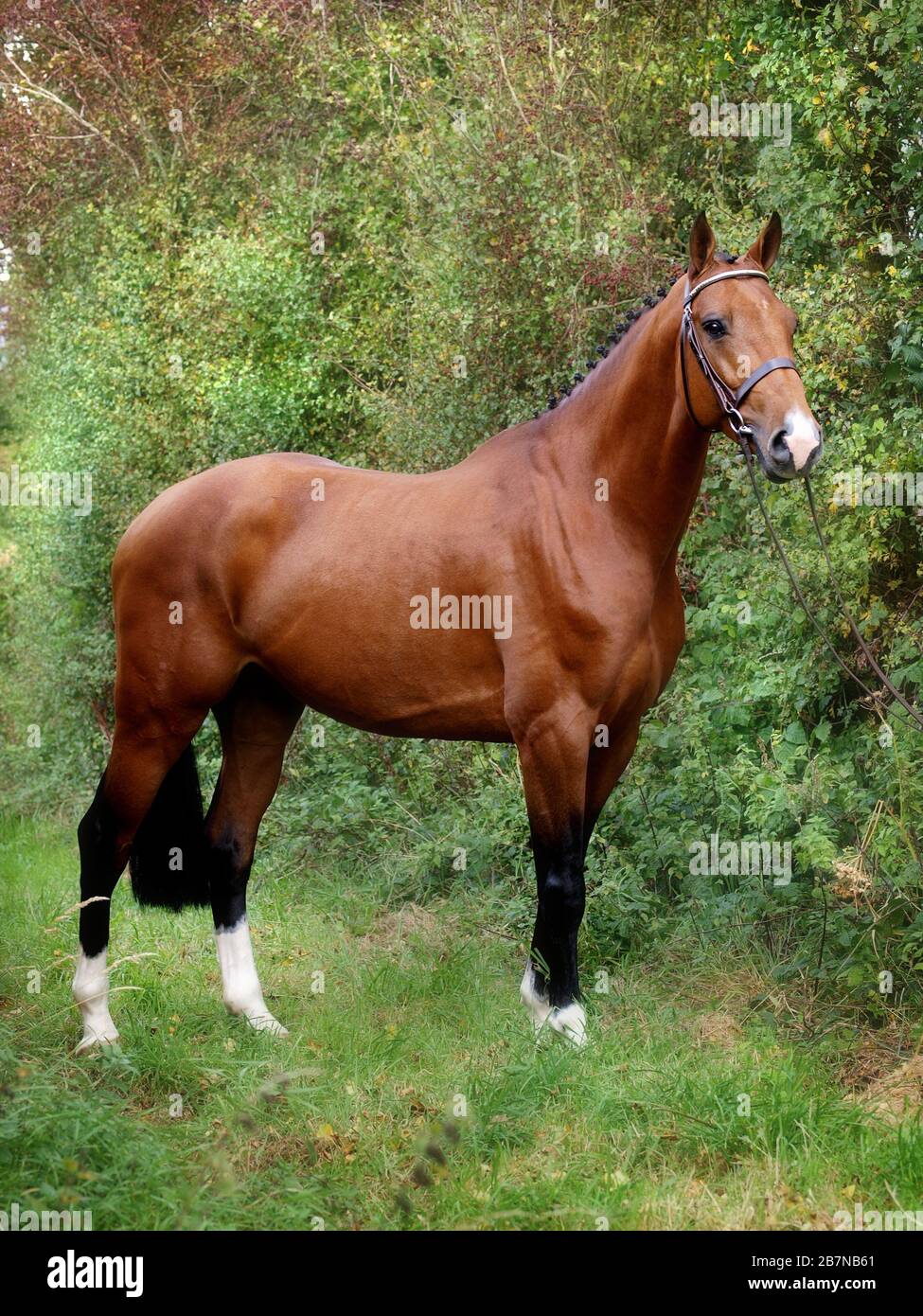 A stunning bay stallion in a snaffle bridle stands up for the camera ...