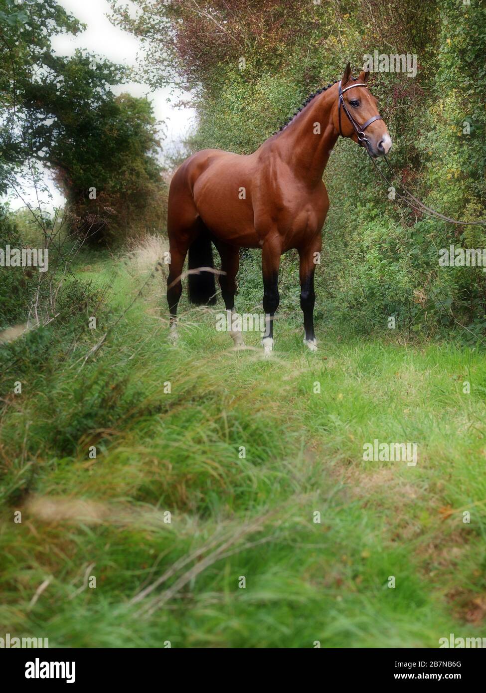 A stunning bay stallion in a snaffle bridle stands up for the camera ...