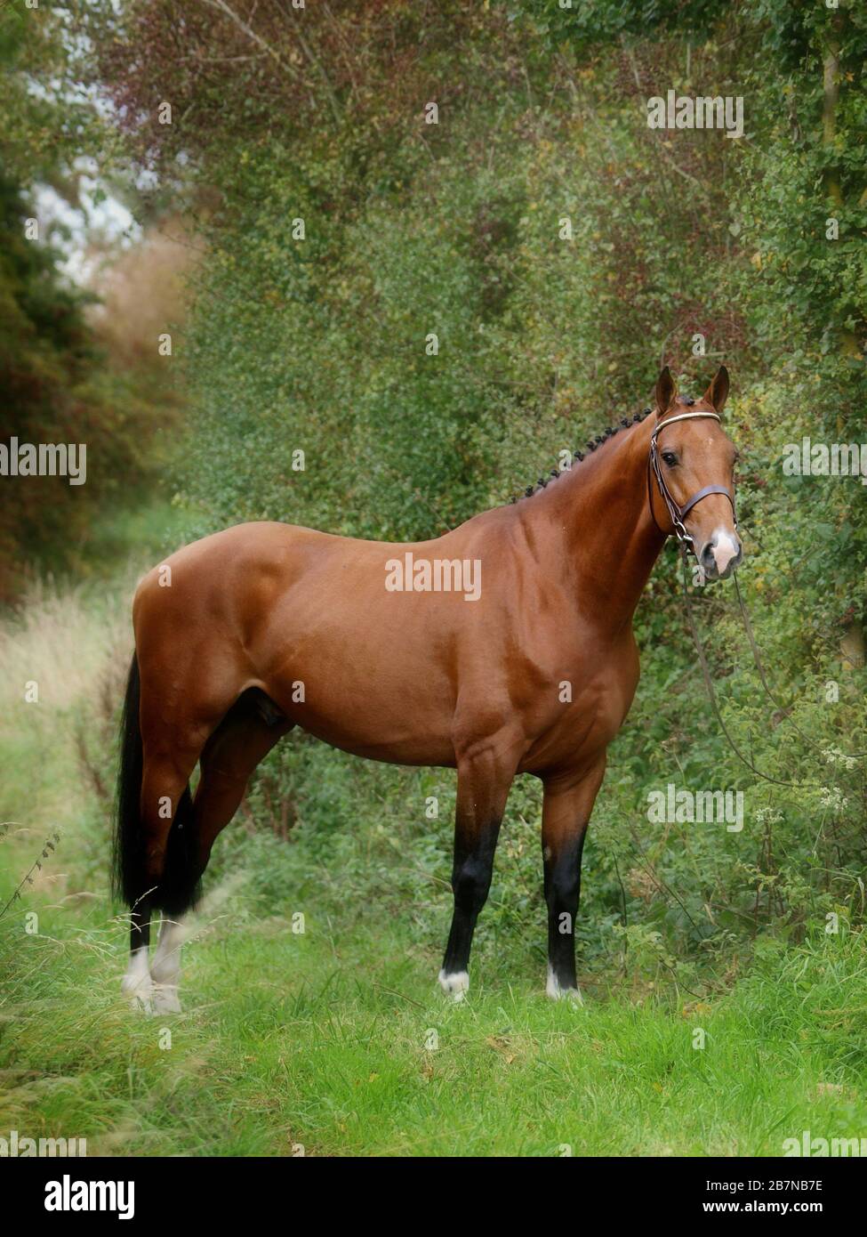 A stunning bay stallion in a snaffle bridle stands up for the camera ...