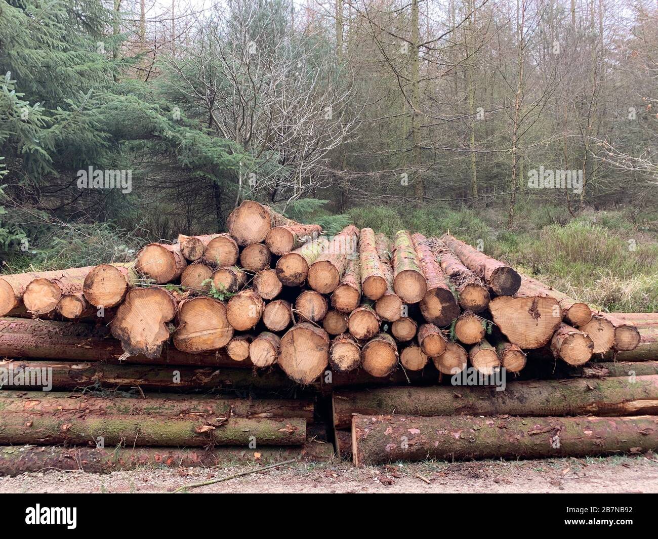 Tree Felling in Cropton Forest, undertaken by Forestry England Stock ...