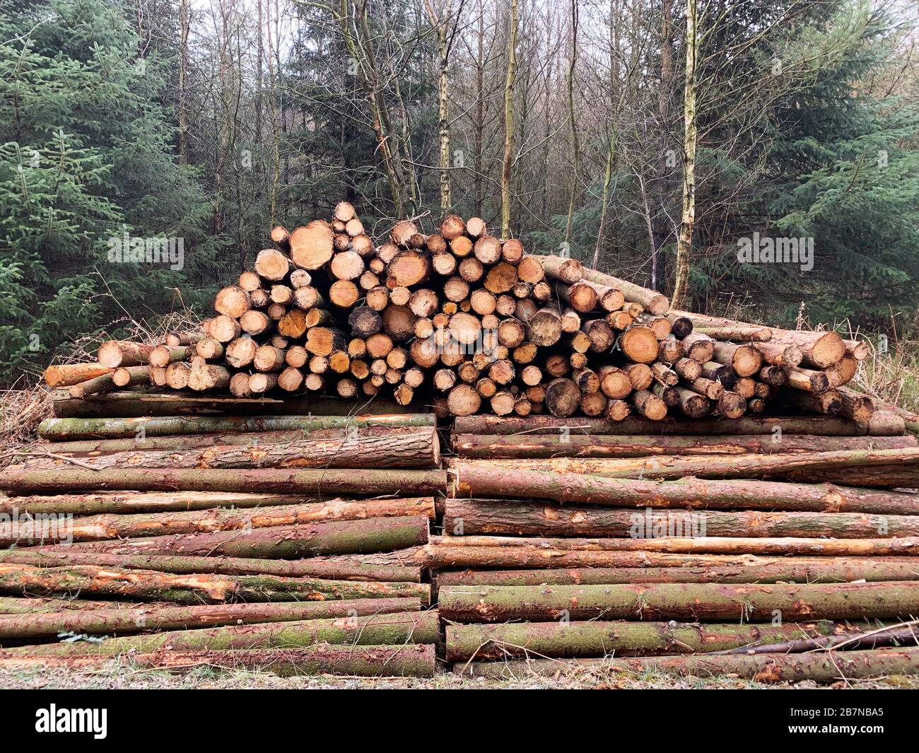 Tree Felling in Cropton Forest, undertaken by Forestry England Stock ...