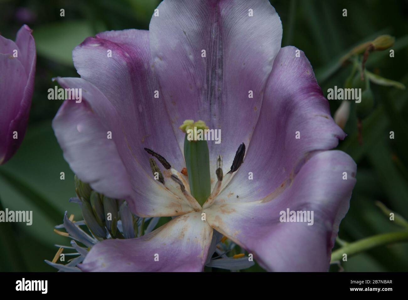 Purple Tulip outdoors Stock Photo - Alamy