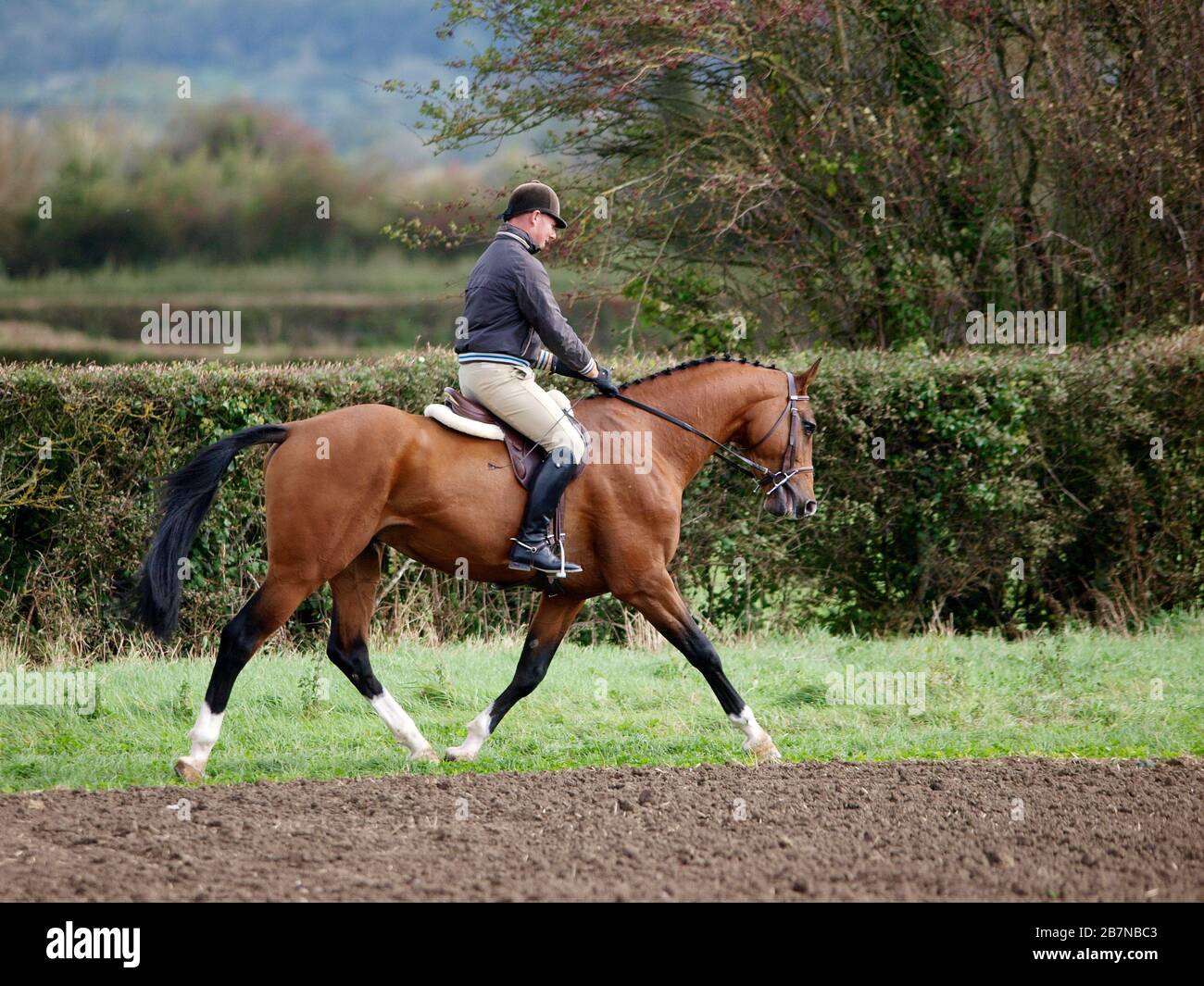 A young bay stallion in the early stages of its ridden work Stock Photo ...
