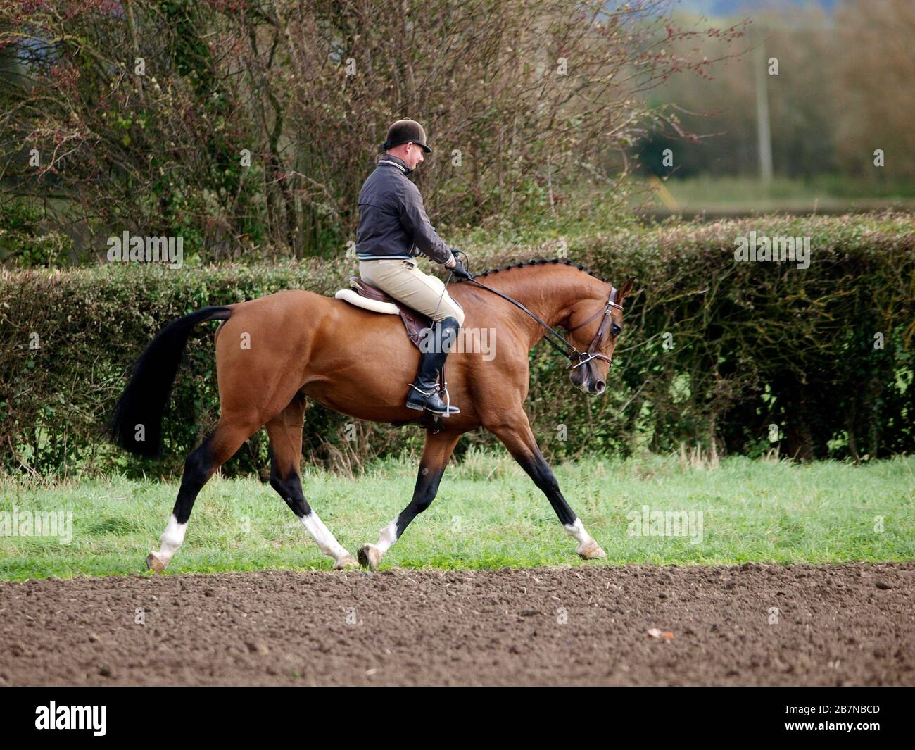 A young bay stallion in the early stages of its ridden work Stock Photo ...