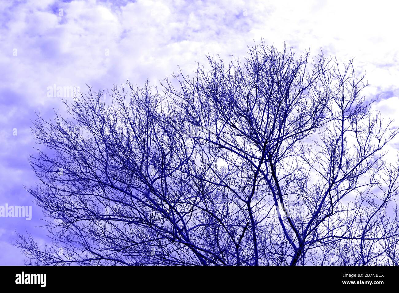 Dry Bushes purple or pink, Bare tree branch and sky for background ...