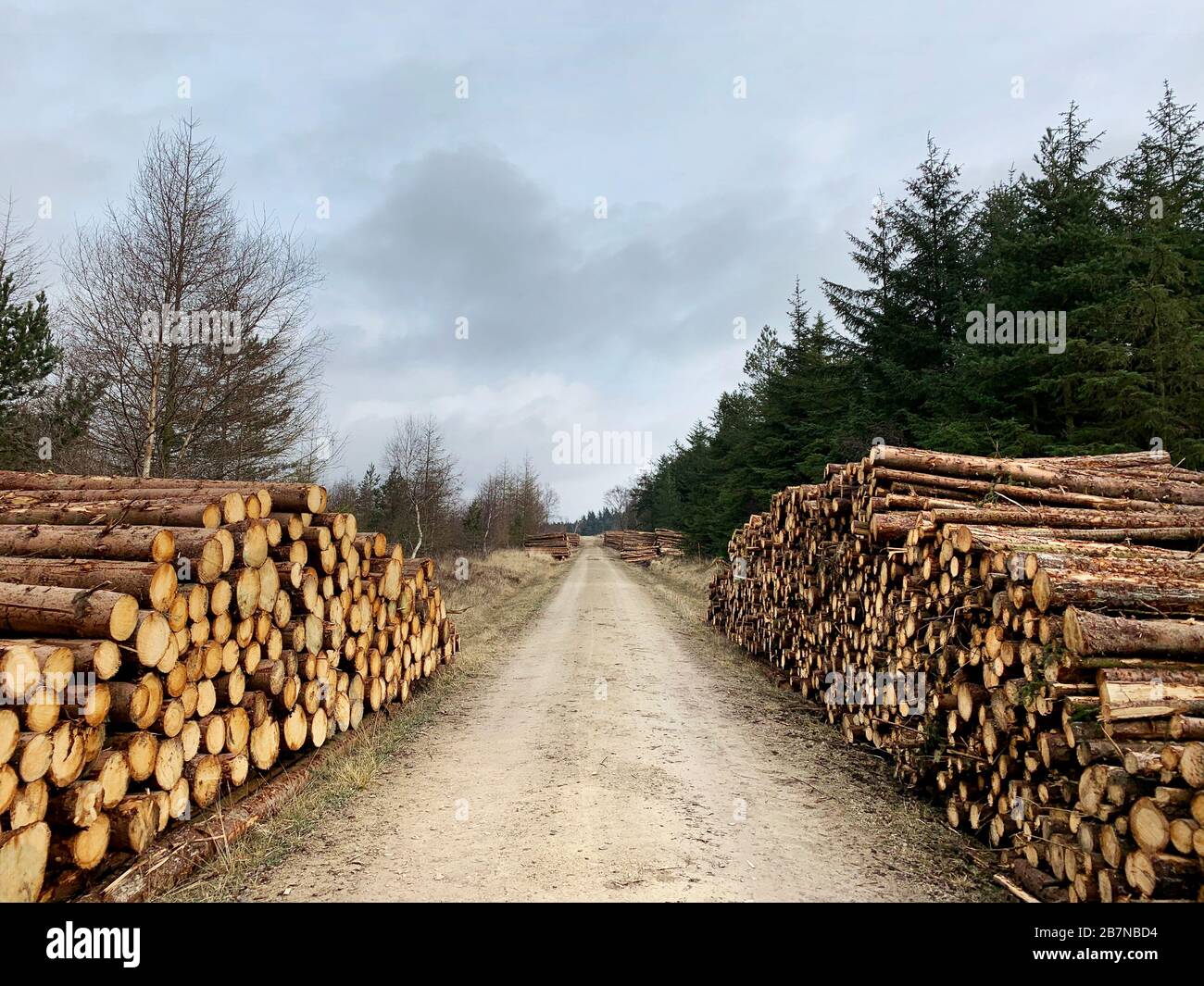 Tree Felling in Cropton Forest, undertaken by Forestry England Stock ...