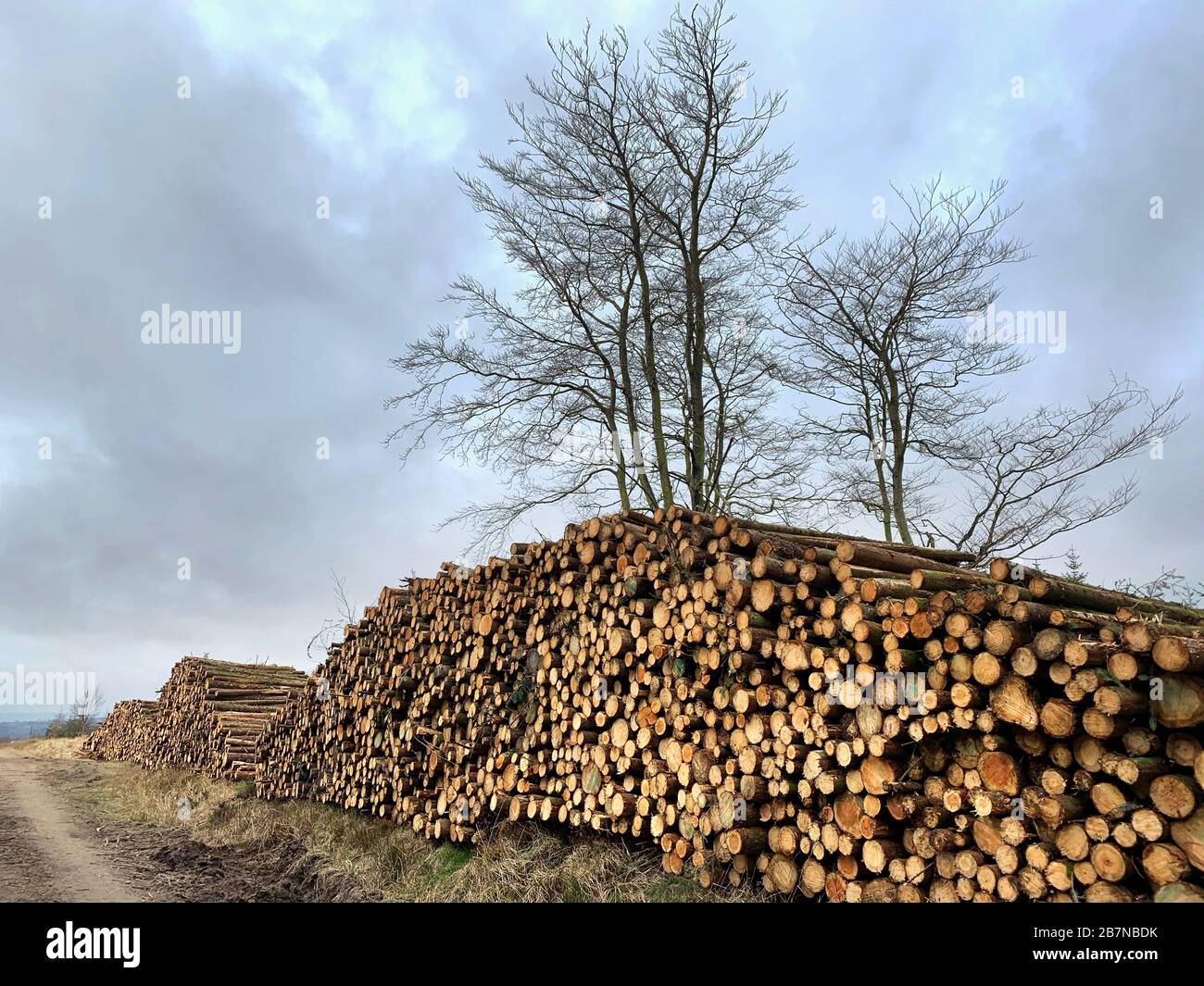 Tree Felling in Cropton Forest, undertaken by Forestry England Stock ...