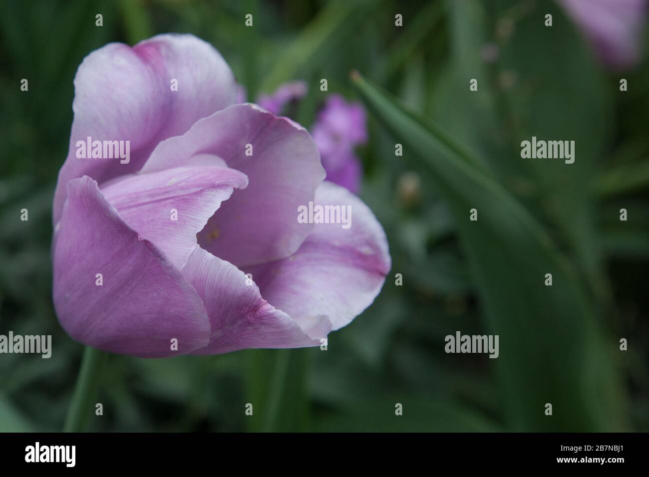 Purple Tulip outdoors Stock Photo - Alamy