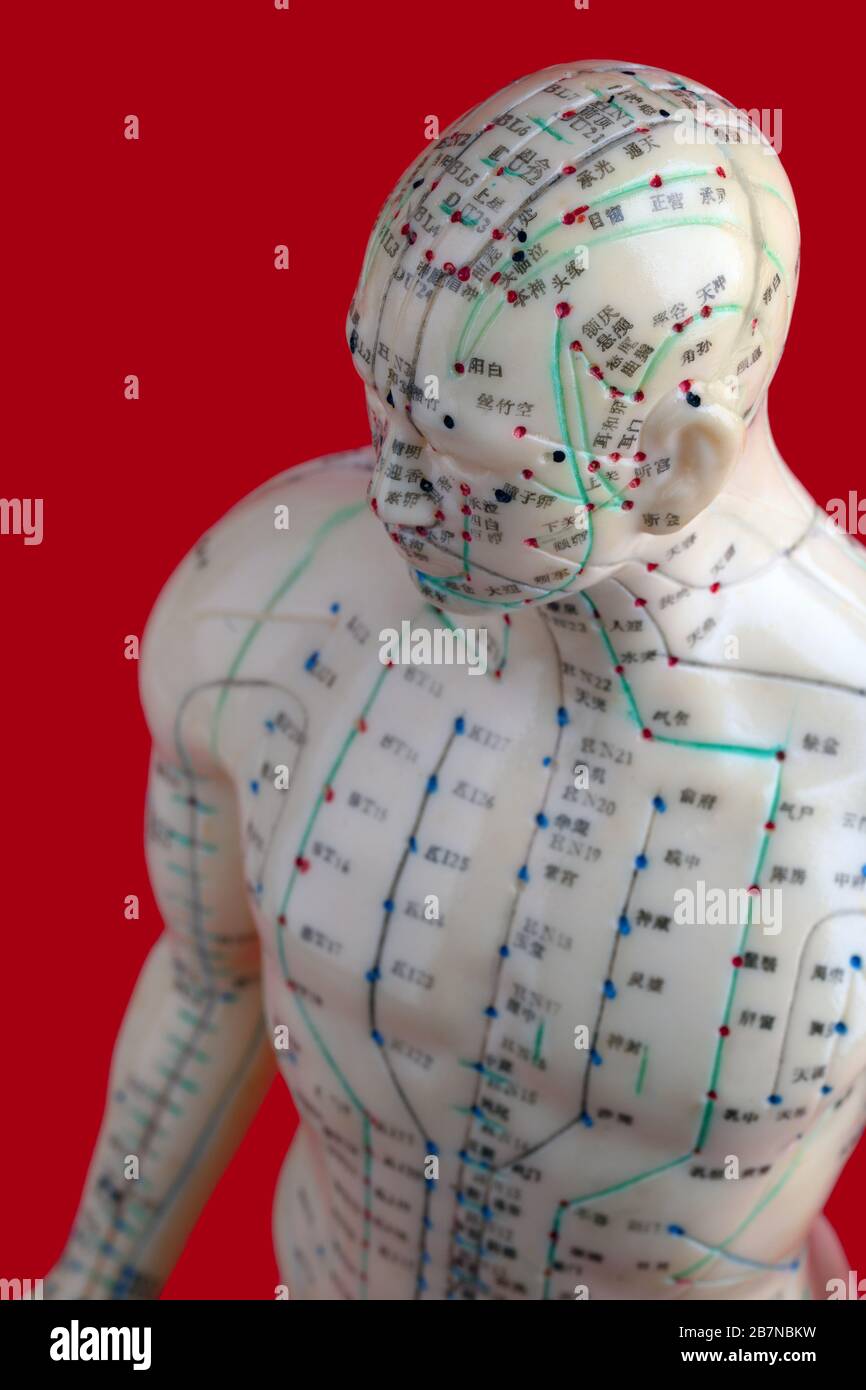 Acupuncture Model isolated on red background Stock Photo - Alamy
