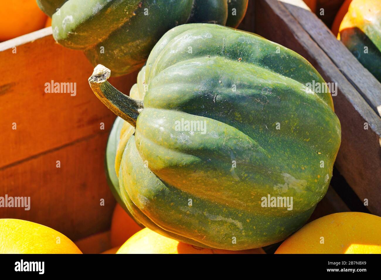 Crate of green and orange acorn squash in the fall Stock Photo - Alamy
