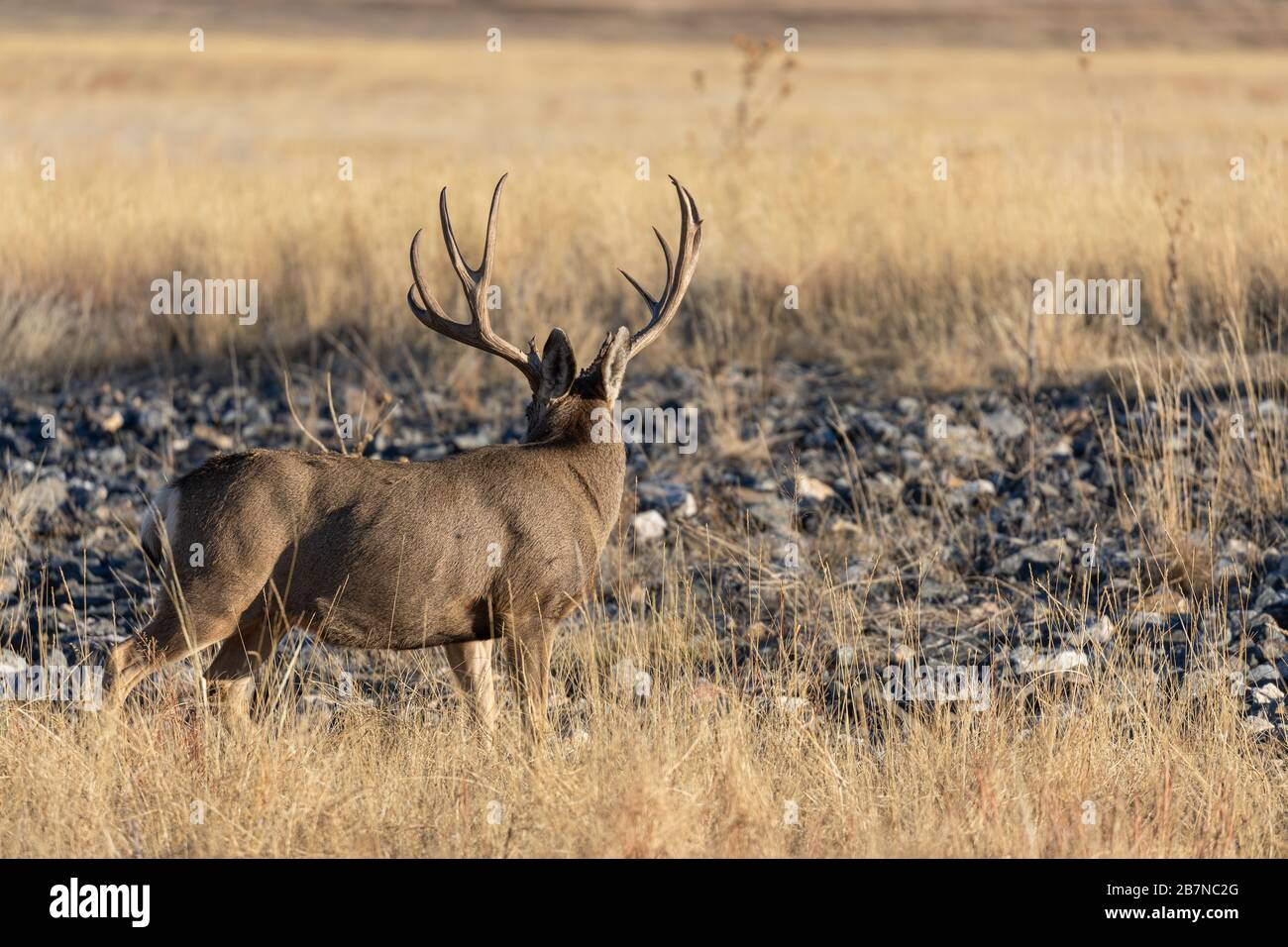 Mule deer Buck in Fall in Colorado Stock Photo - Alamy