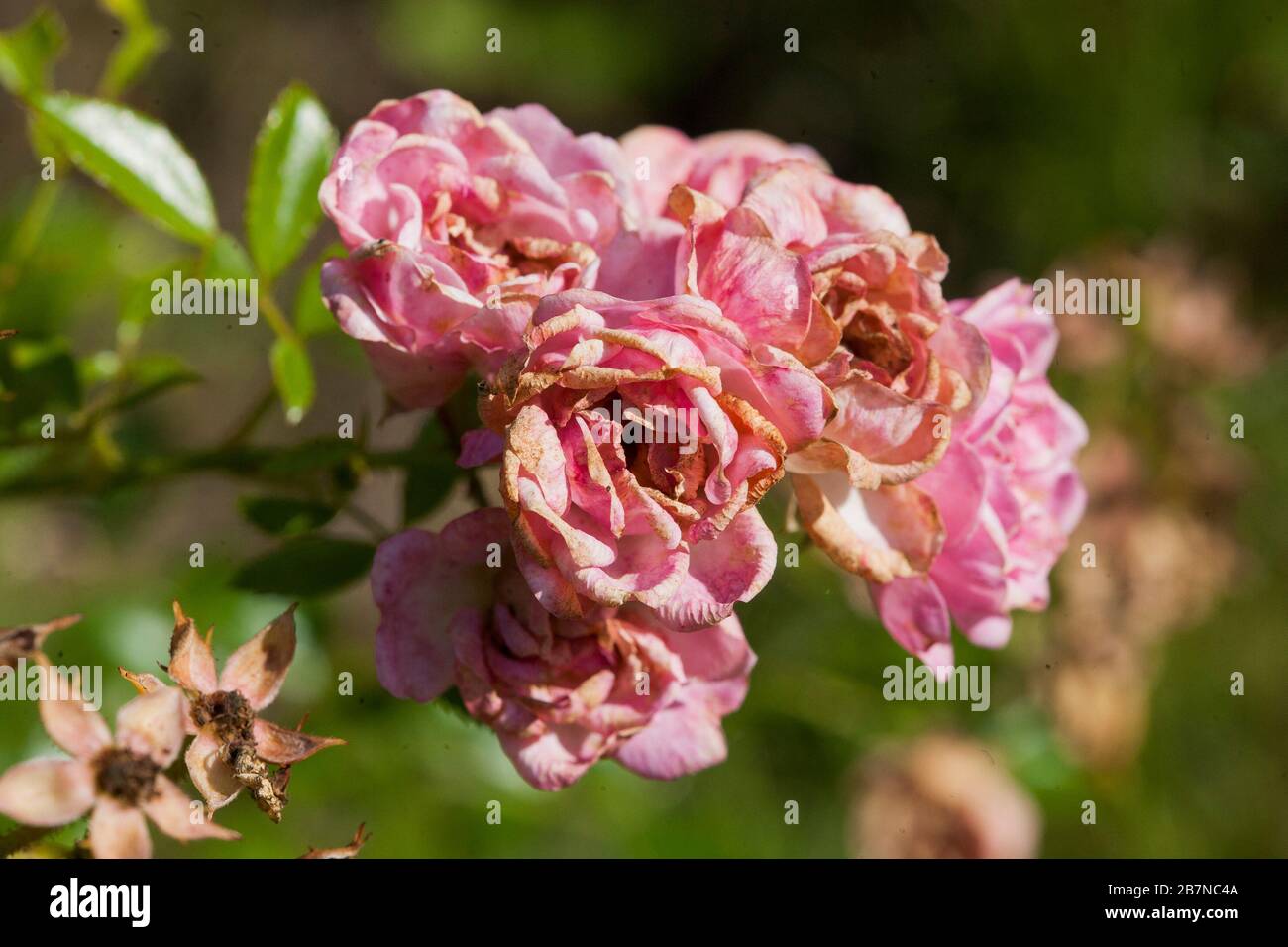 BUSH ROSES overgrown in the garden Stock Photo - Alamy