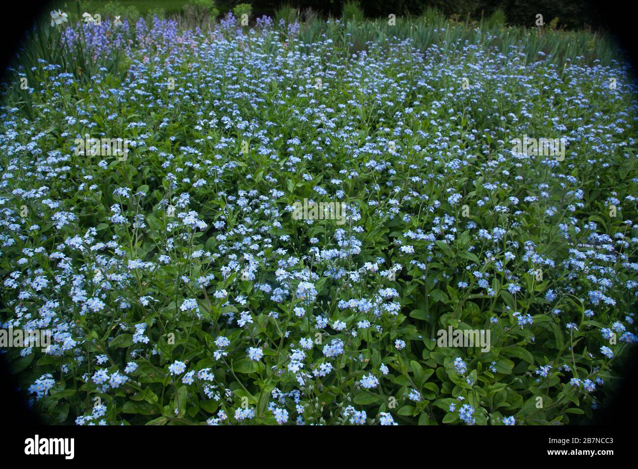 Blue flowers in a garden Stock Photo - Alamy