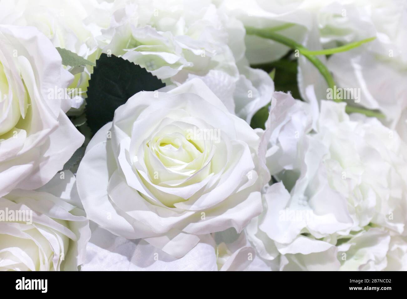 white roses plastic beautiful for background Stock Photo - Alamy