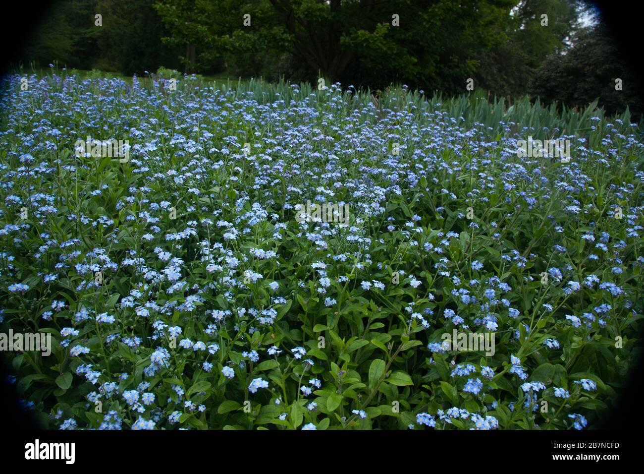 Blue flowers in a garden Stock Photo - Alamy