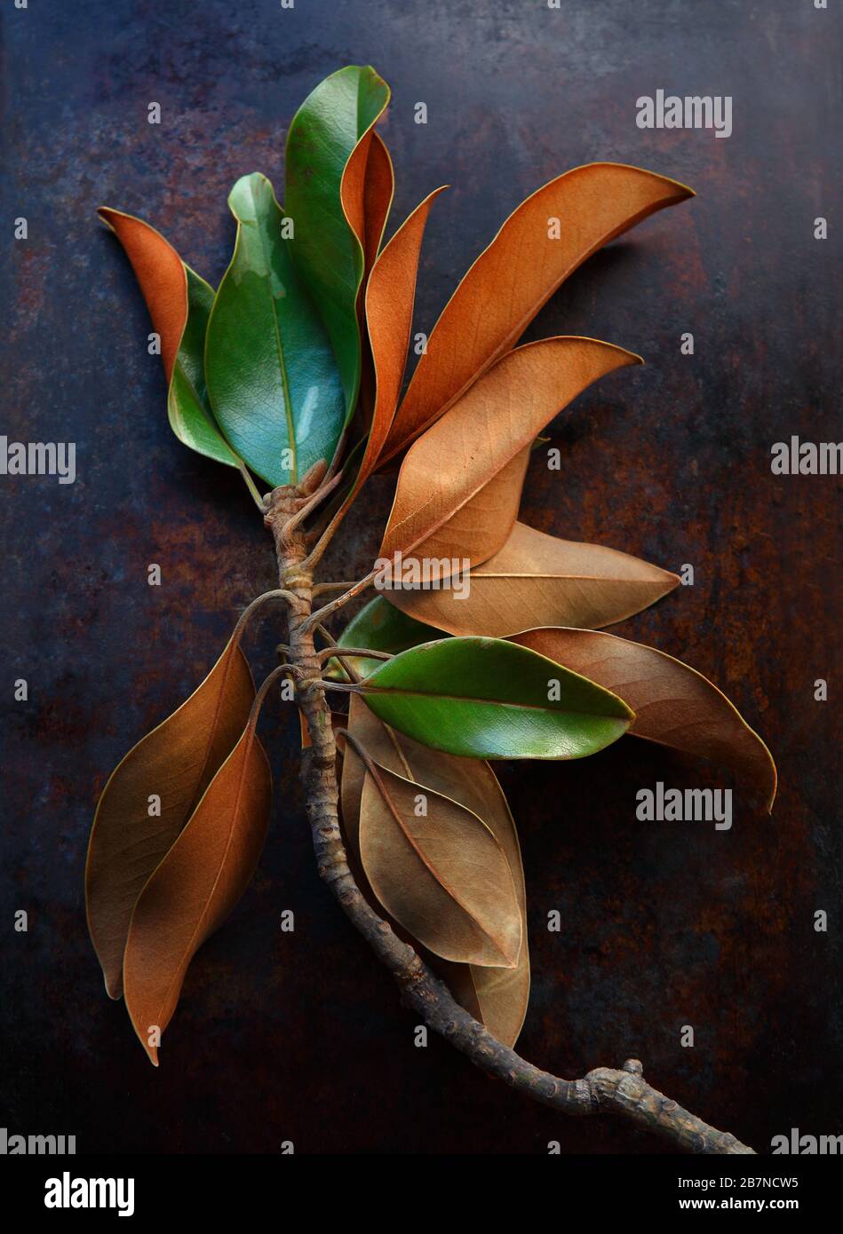 Magnolia leaves hi-res stock photography and images - Alamy